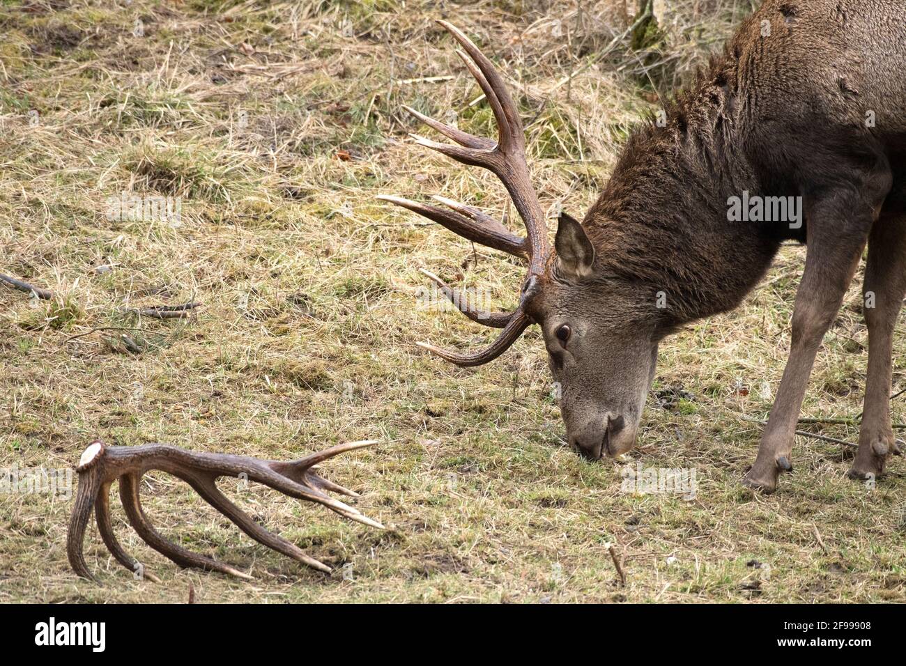 Deer, end of winter Stock Photo - Alamy