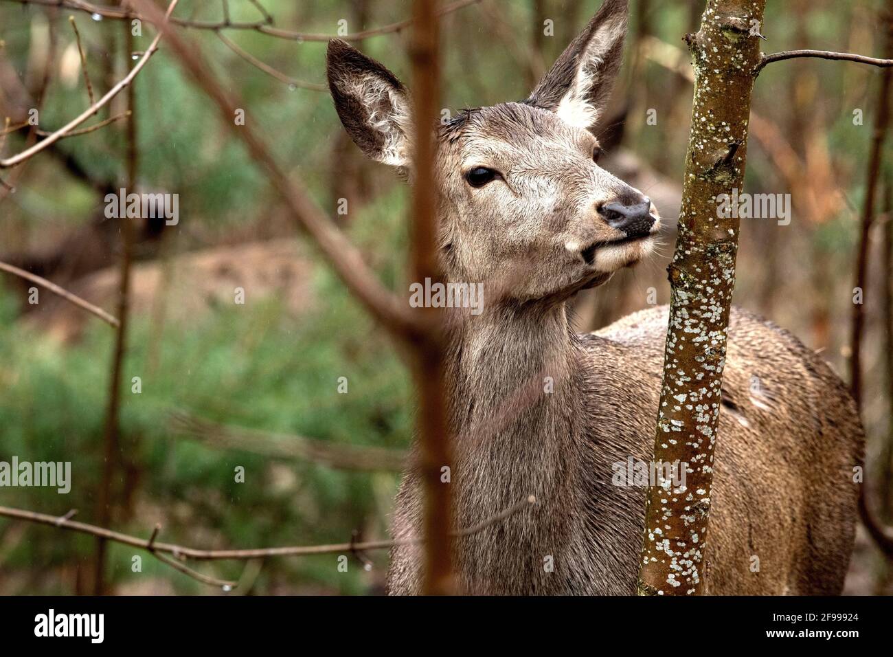 Deer, end of winter Stock Photo - Alamy