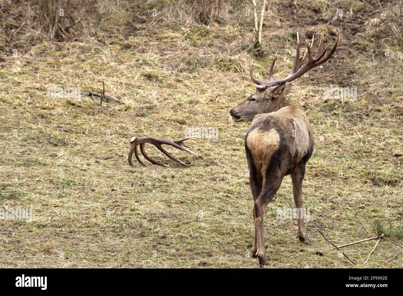 Deer, end of winter Stock Photo - Alamy
