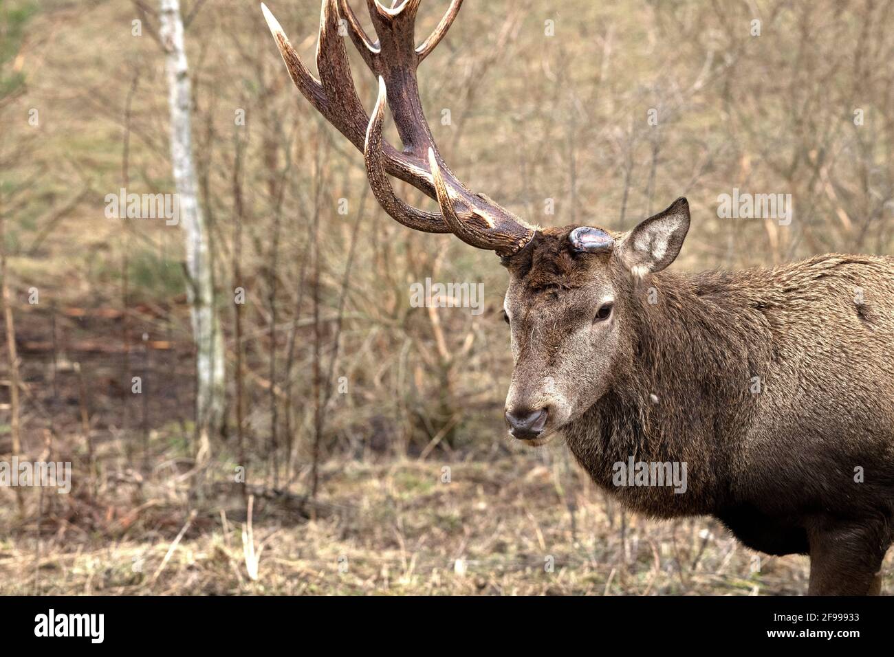 Deer, end of winter Stock Photo - Alamy