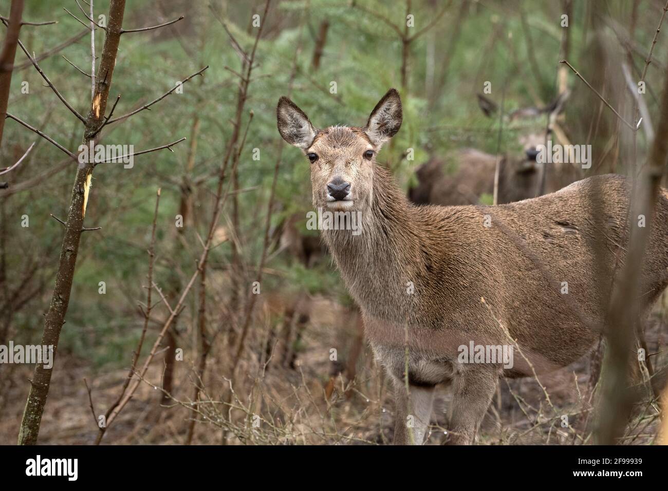 Deer, end of winter Stock Photo - Alamy