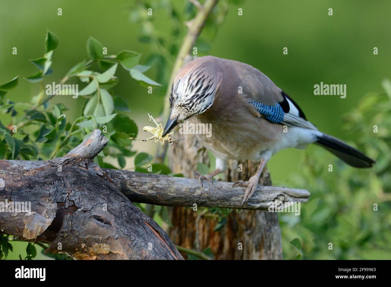 Jaybirds hi-res stock photography and images - Alamy