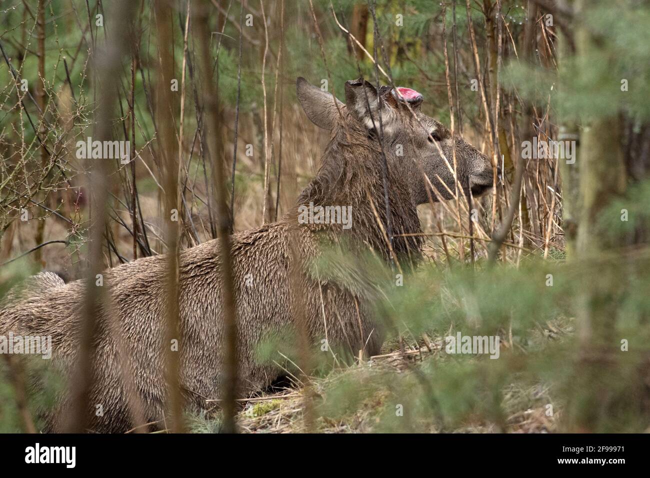 Deer, end of winter Stock Photo - Alamy
