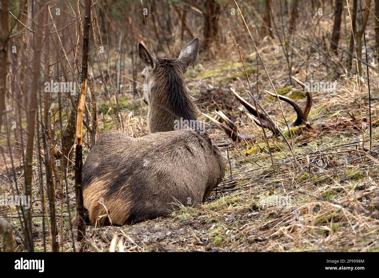 Deer, end of winter Stock Photo - Alamy