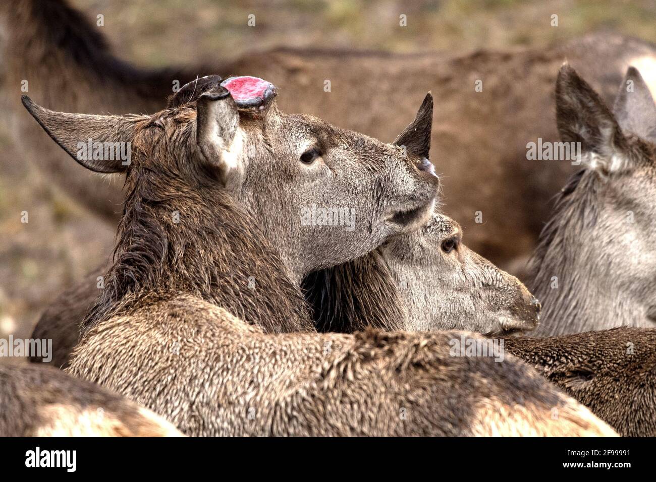 Deer, end of winter Stock Photo - Alamy