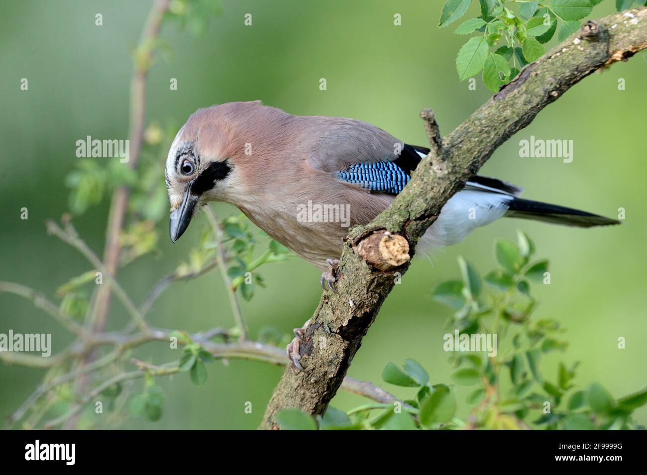 Jaybirds hi-res stock photography and images - Alamy