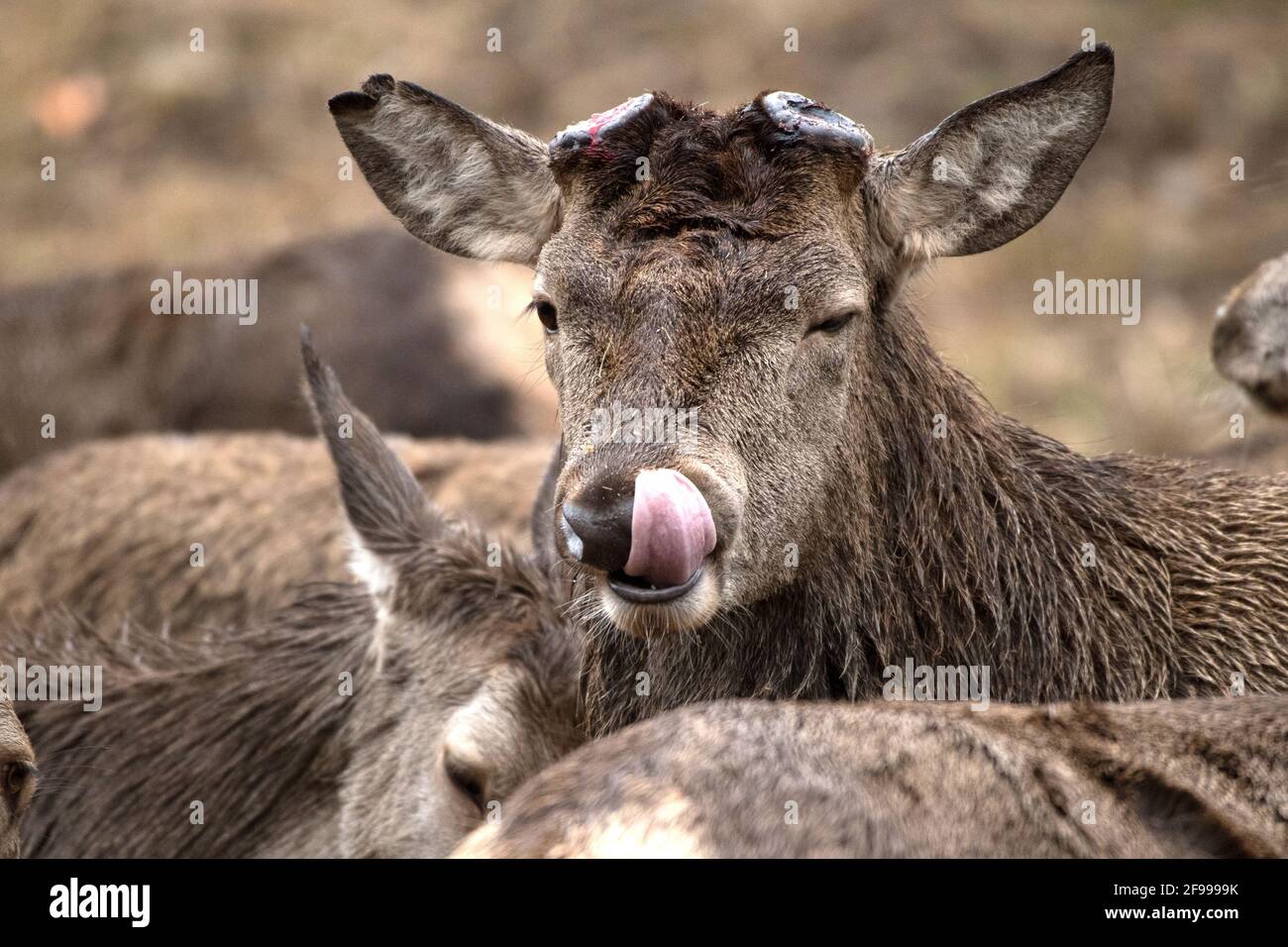 Monks deer hi-res stock photography and images - Alamy