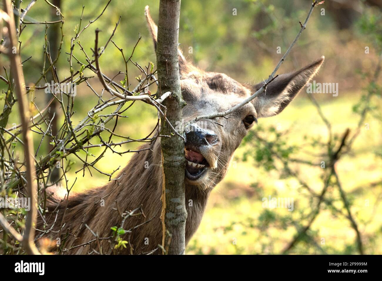 Deer in spring hi-res stock photography and images - Alamy