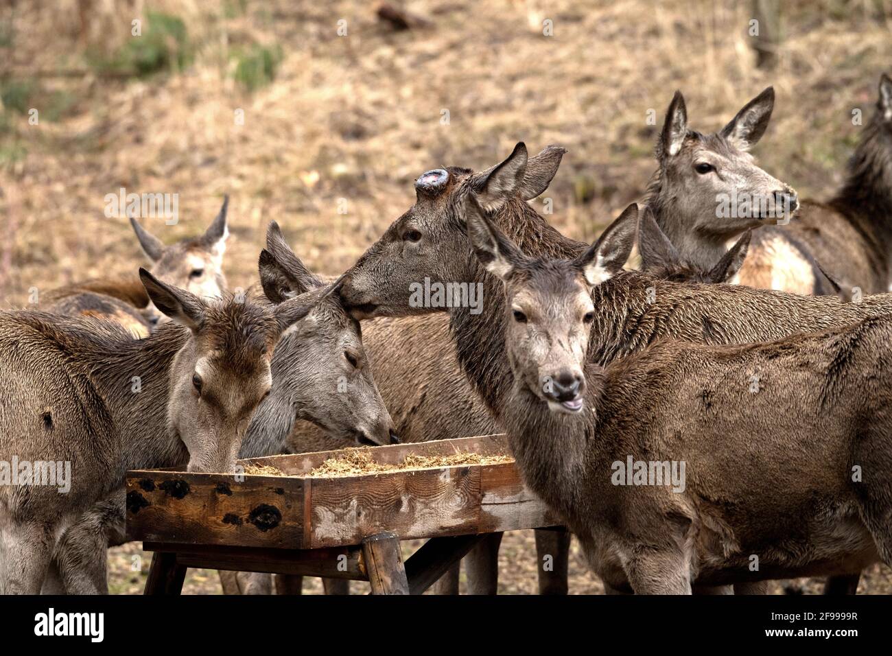 Deer, end of winter Stock Photo - Alamy