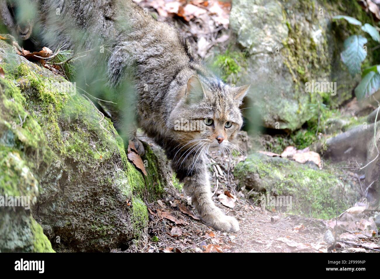 Wild ferocious hi-res stock photography and images - Alamy