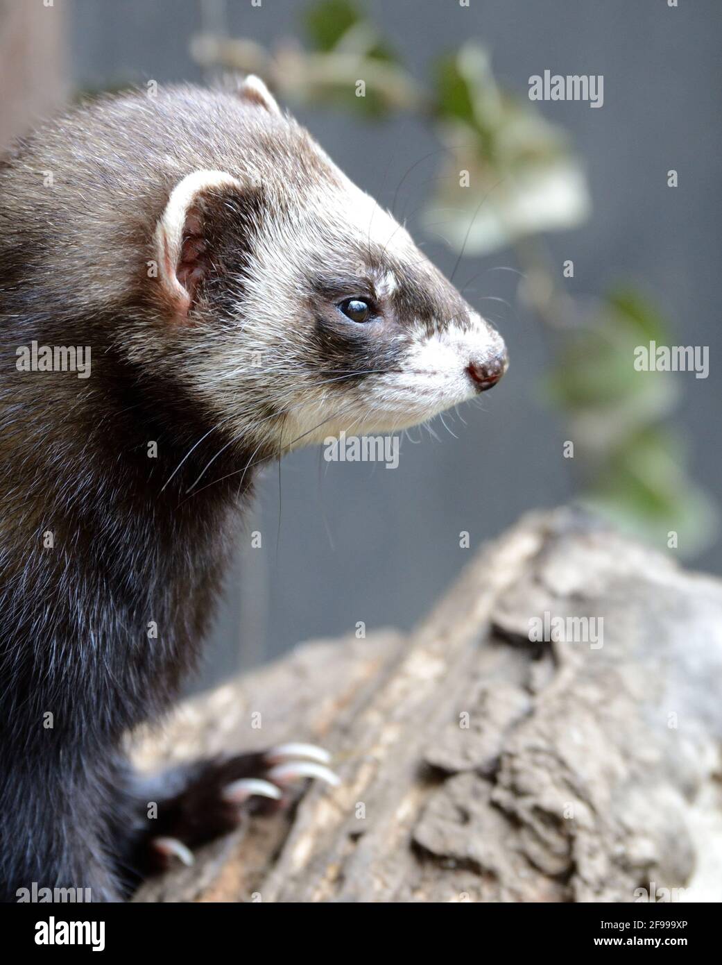 Polecat pelt hi-res stock photography and images - Alamy