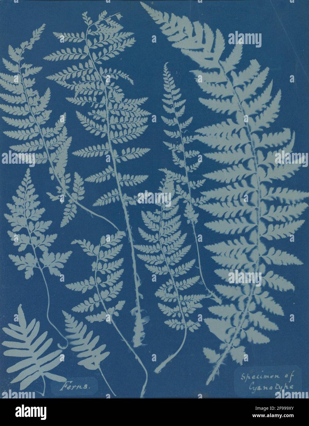 Cyanotype photograph hi-res stock photography and images - Alamy Cyanotype photograph hi-res stock photography and images - Alamy