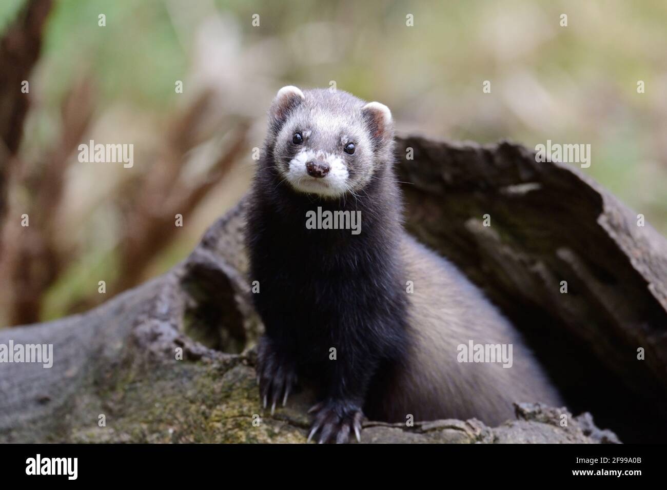 Polecat pelt hi-res stock photography and images - Alamy