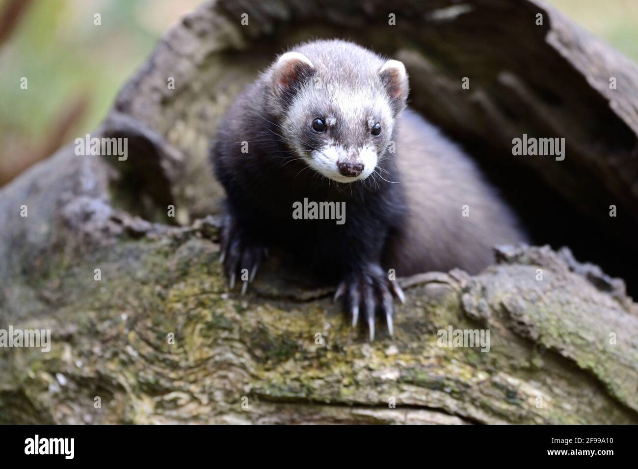 Stealth predators hi-res stock photography and images - Alamy