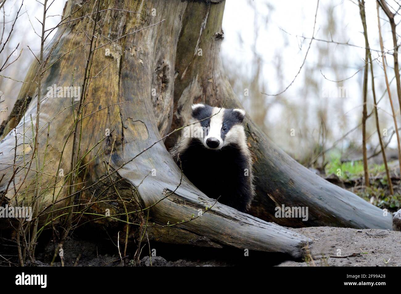 Badger log hi-res stock photography and images - Alamy