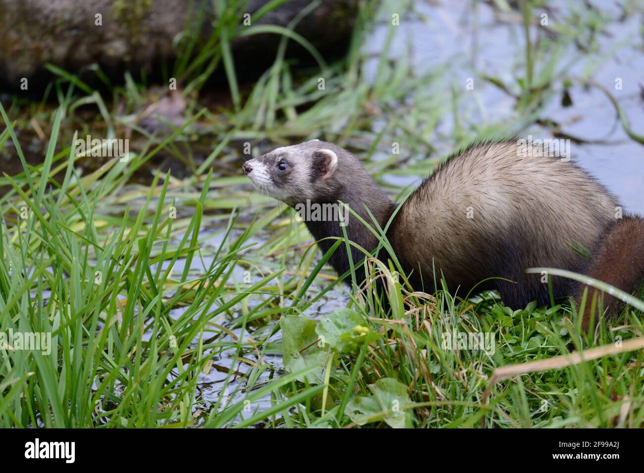 Stealth predators hi-res stock photography and images - Alamy