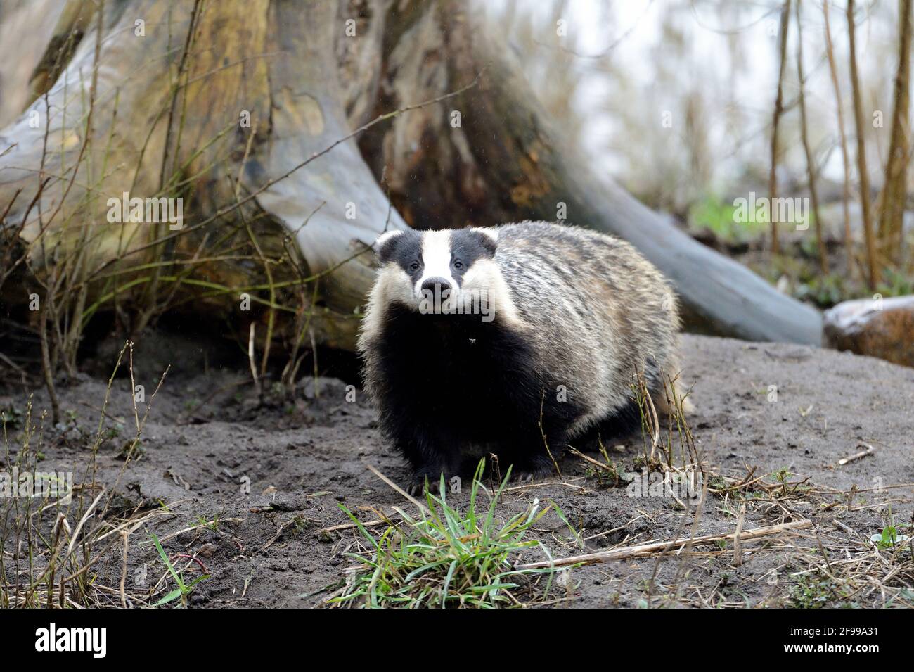 Badger log hi-res stock photography and images - Alamy