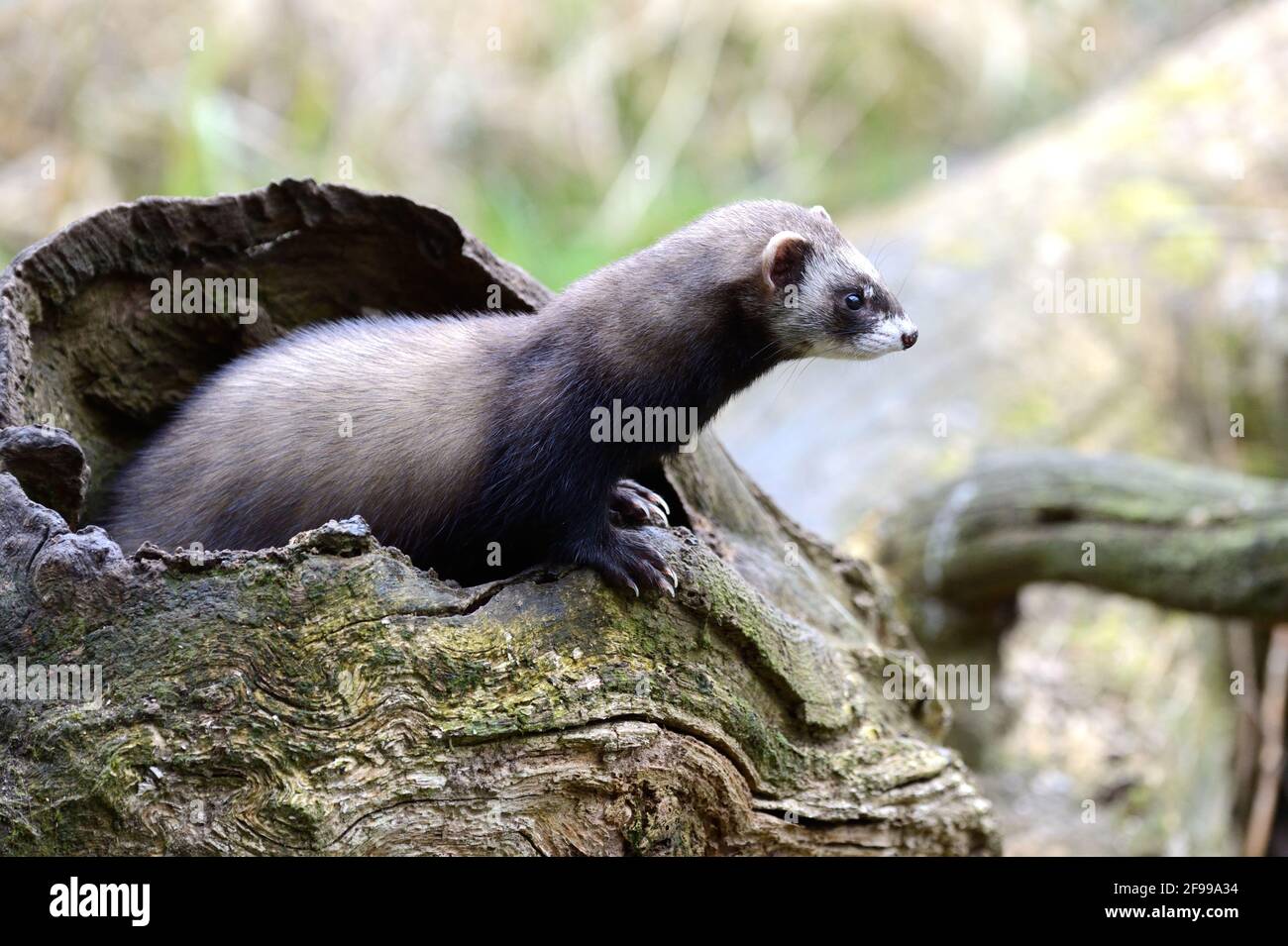 Polecat pelt hi-res stock photography and images - Alamy