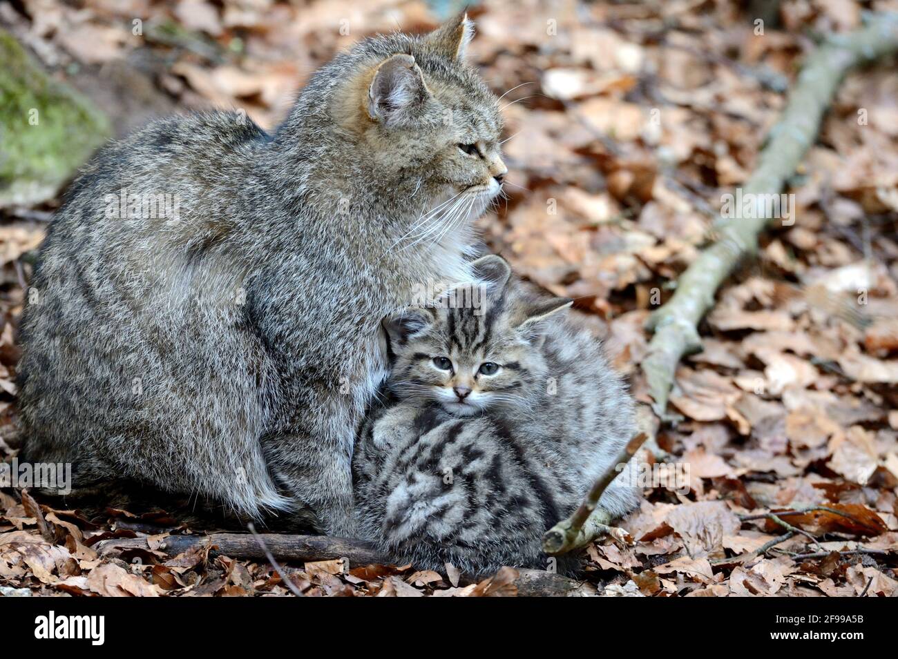 Wild cat with cub hi-res stock photography and images - Alamy