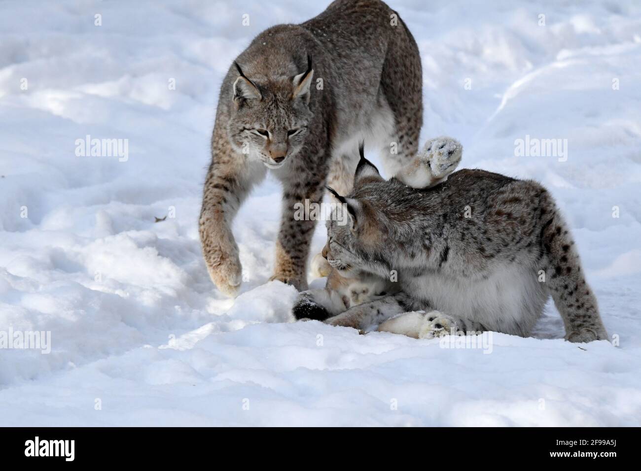 Lynx In Its Environment High Resolution Stock Photography and Images ...