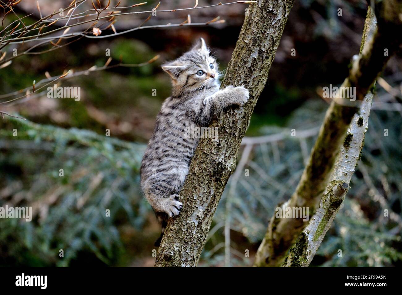 Cub on a tree hi-res stock photography and images - Alamy