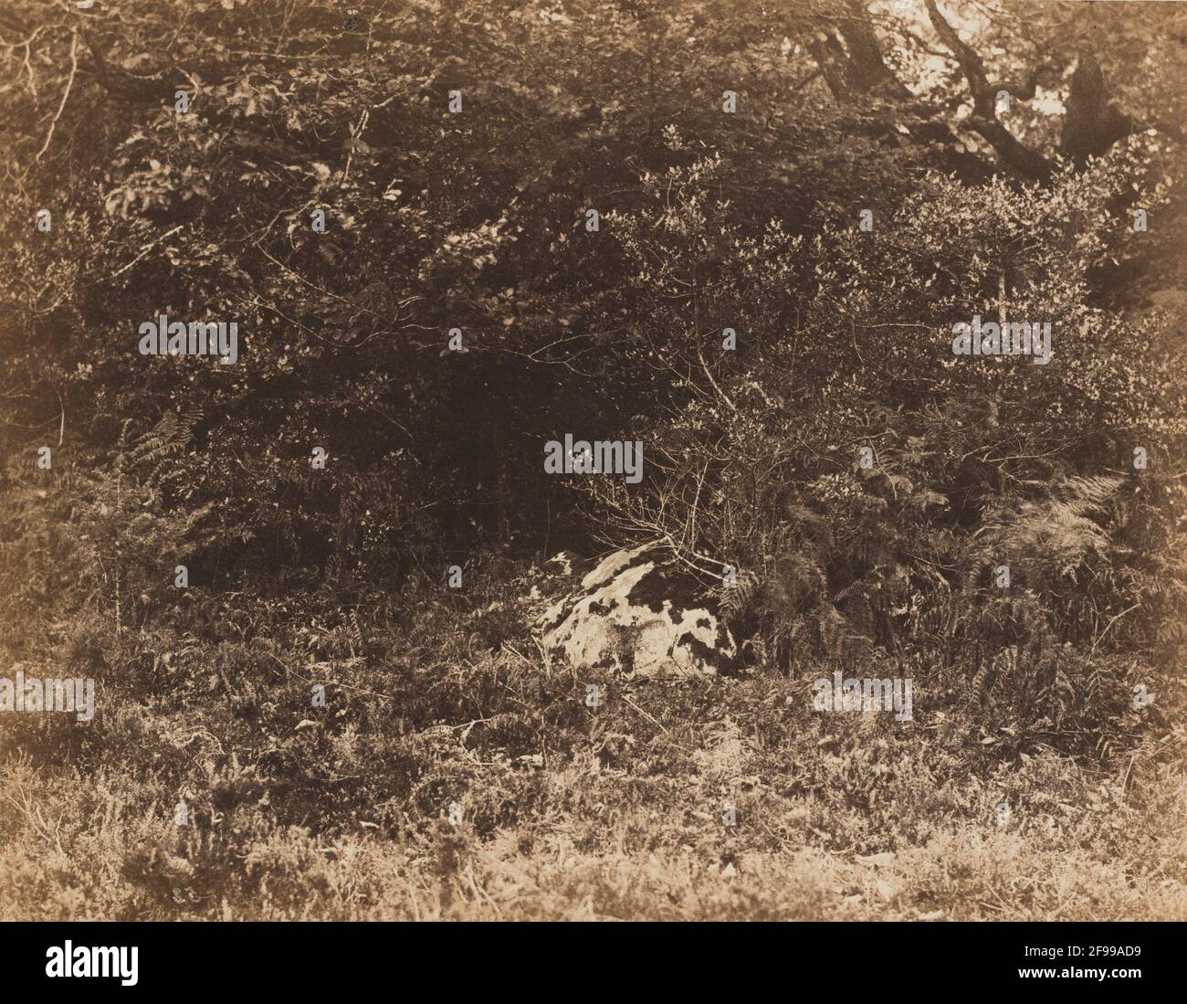 A Rock in the Forest, c. 1865 Stock Photo - Alamy