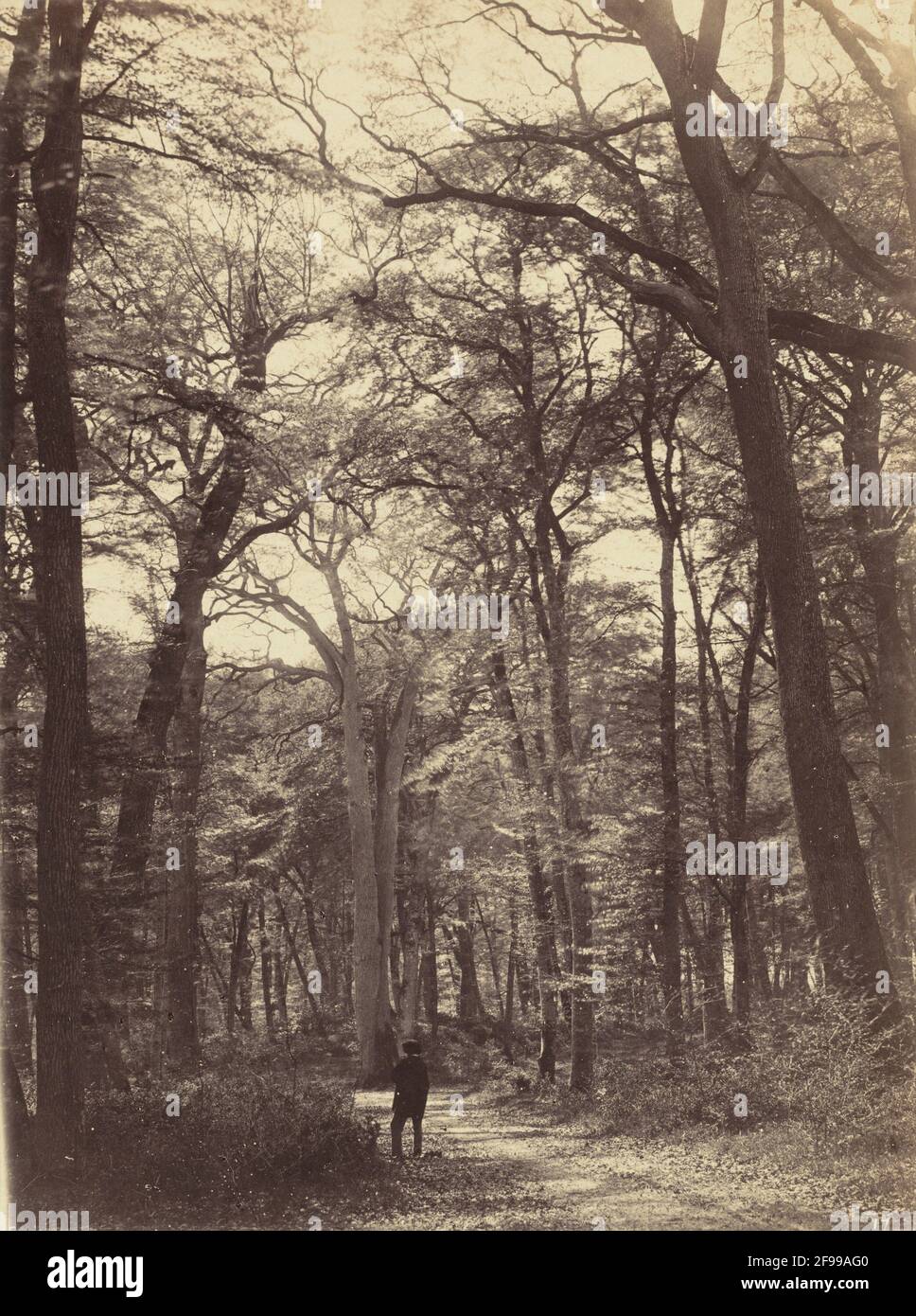 Forest Scene, c. 1865 Stock Photo - Alamy