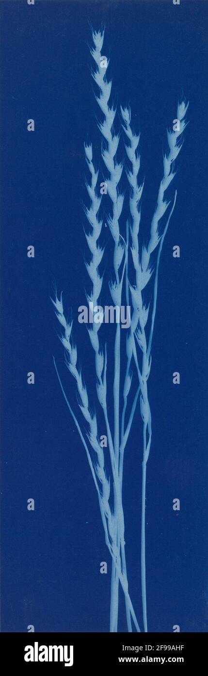 Darnel grass hi-res stock photography and images - Alamy