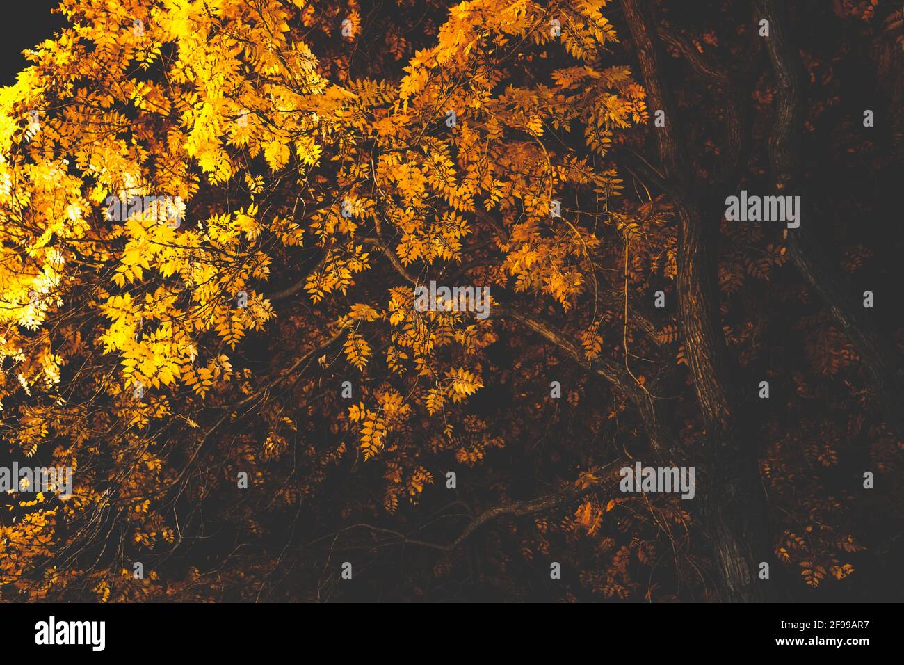 See dark trees hi-res stock photography and images - Alamy