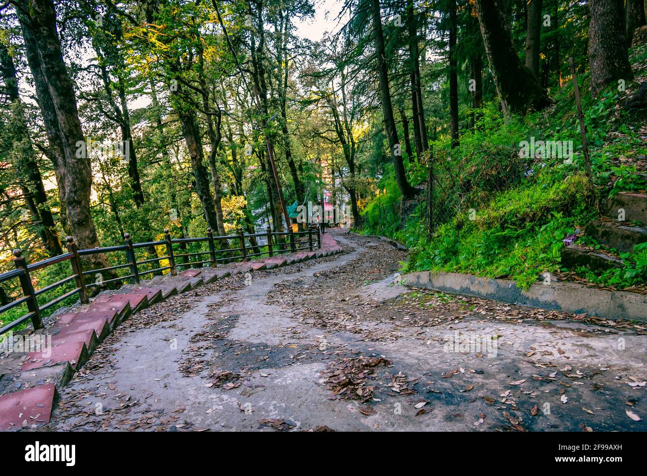 View enroute to Jakhoo temple hiking trail through oak & pine trees at ...