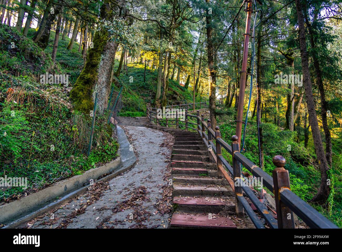 View enroute to Jakhoo temple hiking trail through oak & pine trees at ...