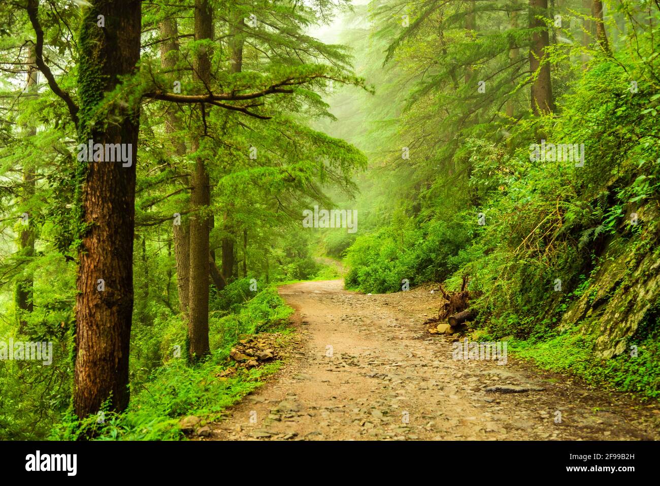 View enroute to Triund trekking trail at Mcleodganj, Dhramshala ...