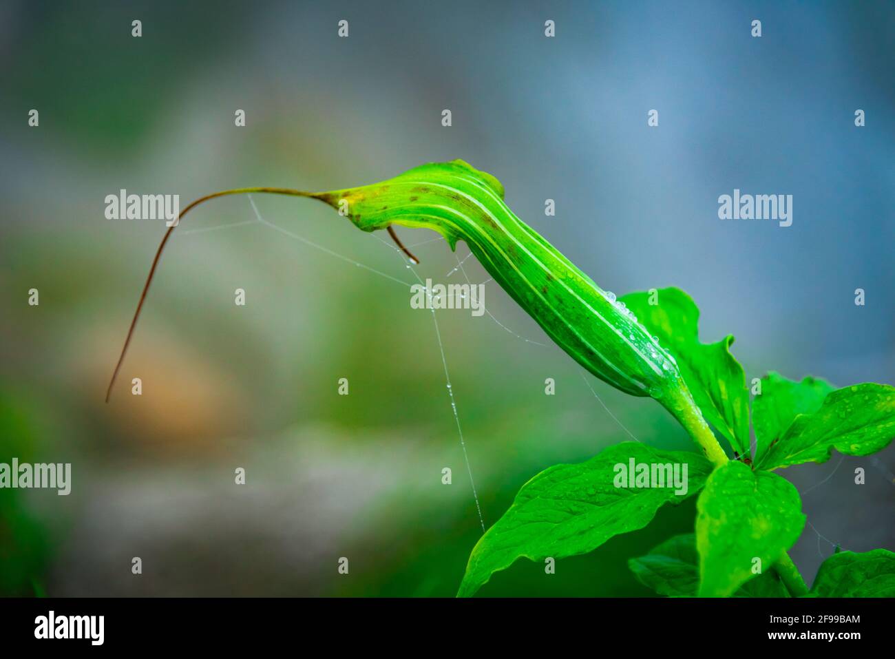Cobra plant hi-res stock photography and images - Alamy