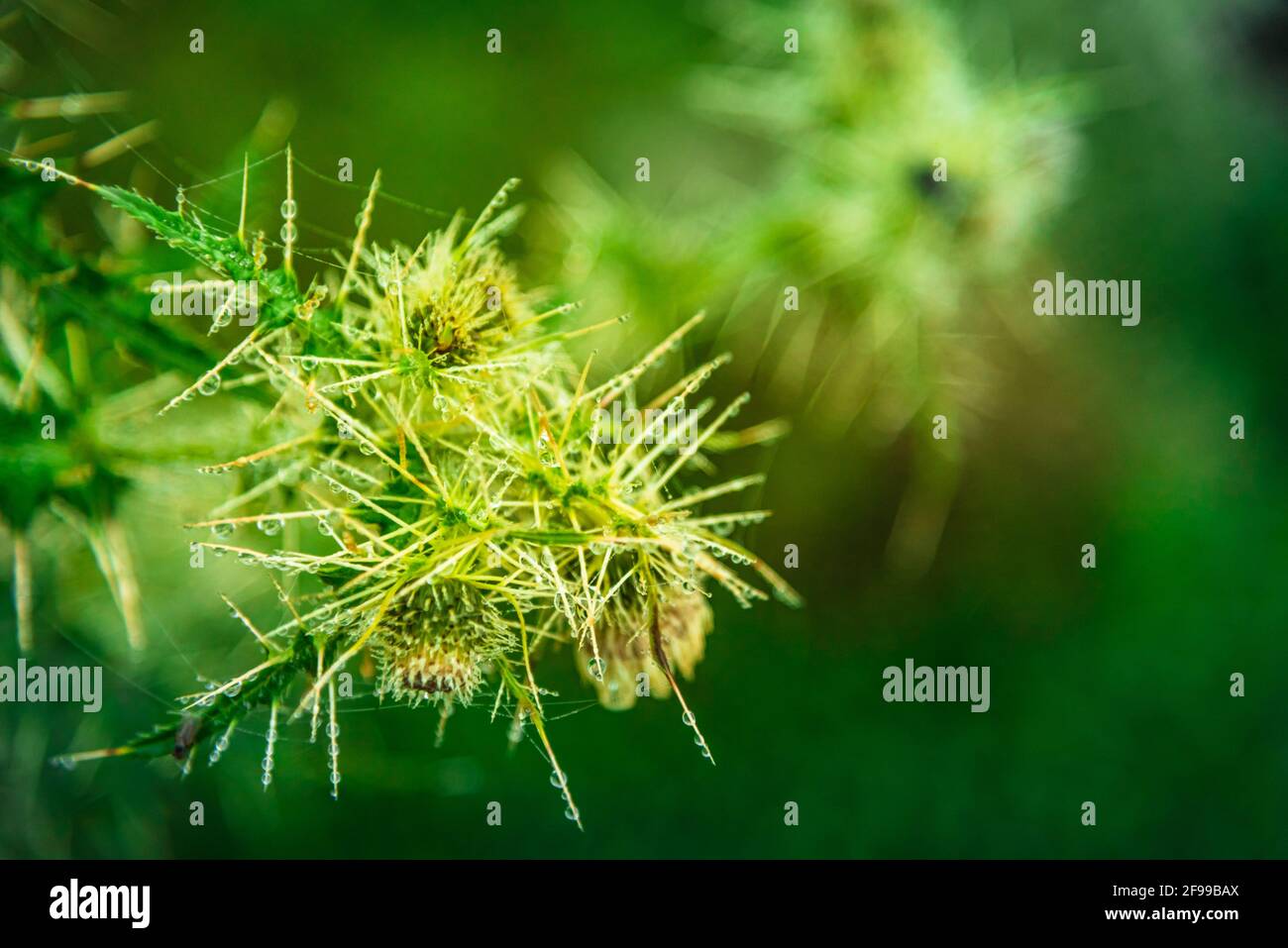 Selective focus spike plant covered with morning dews Stock Photo - Alamy