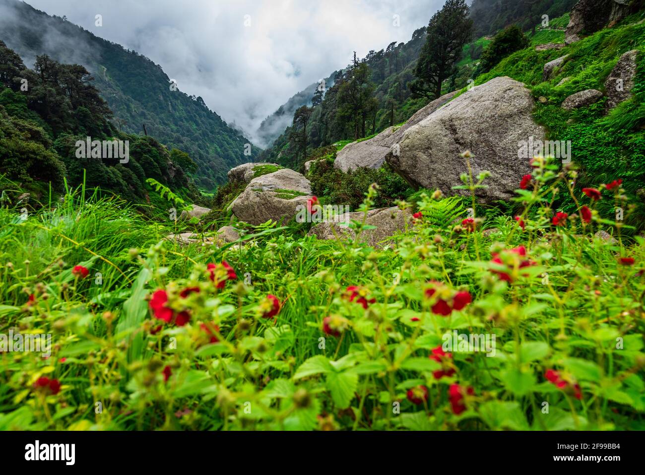 Triund trek hi-res stock photography and images - Alamy