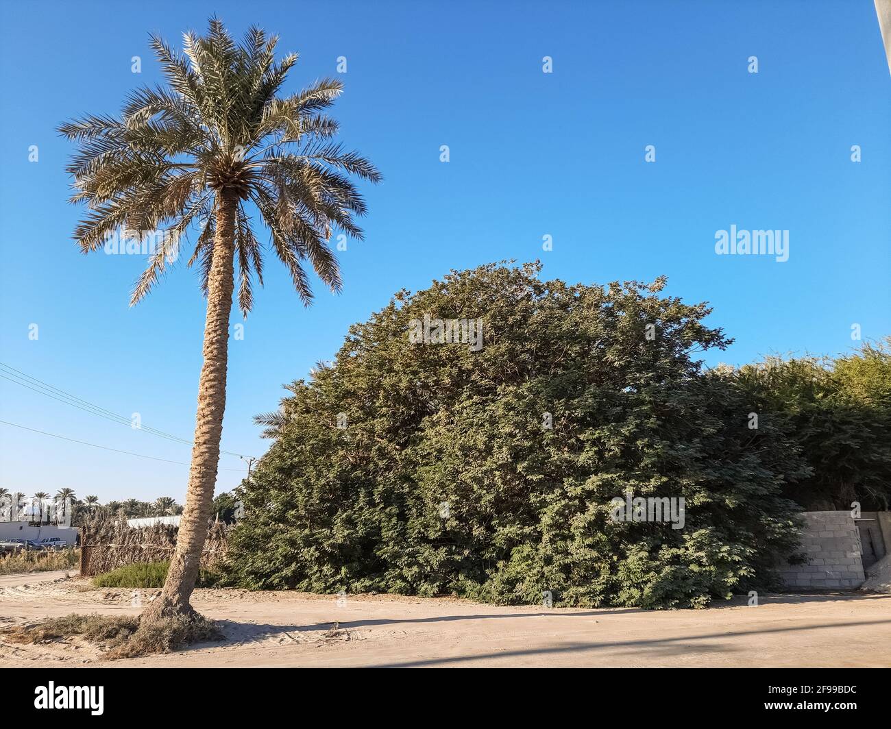 Beautiful tall tree next palm hi-res stock photography and images - Alamy
