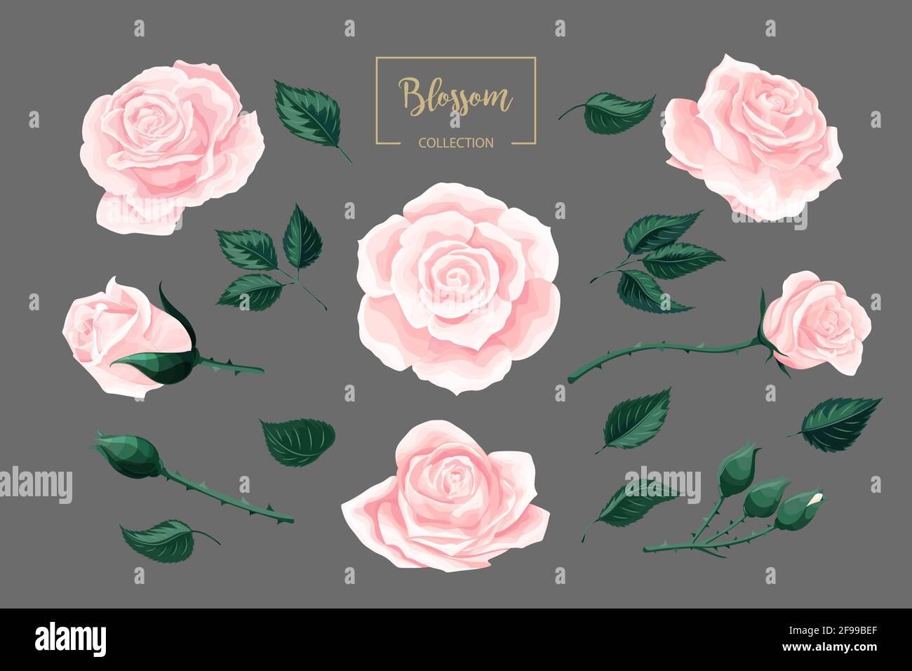 Cream pink roses blossom collection. Rose flowers set isolated on gray ...