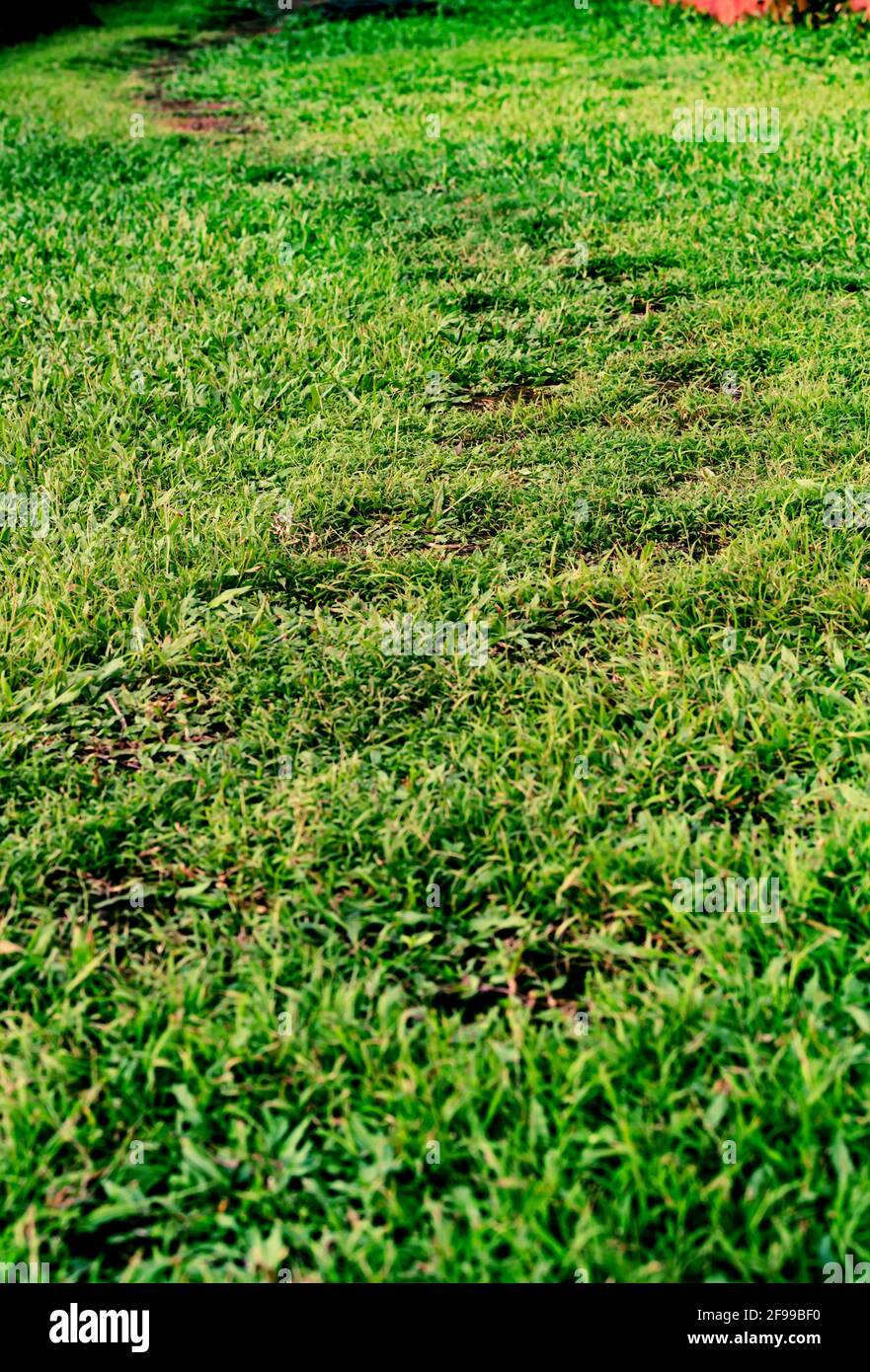 An old abandoned village path lined with overgrown with grass Stock ...