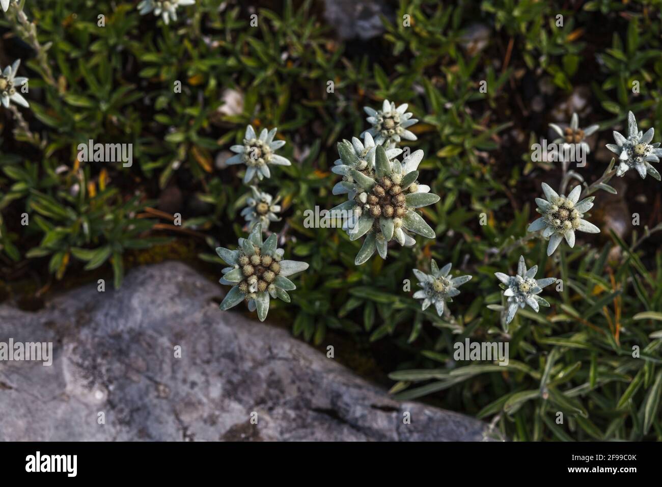 Alpine edelweiss (Leontopodium nivale), plant of the mountains Stock ...