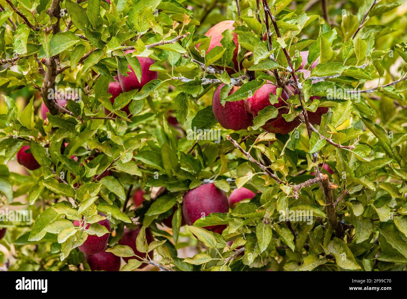 Famous Apples of Kinnaur in orchard , known for their natural sweetness ...