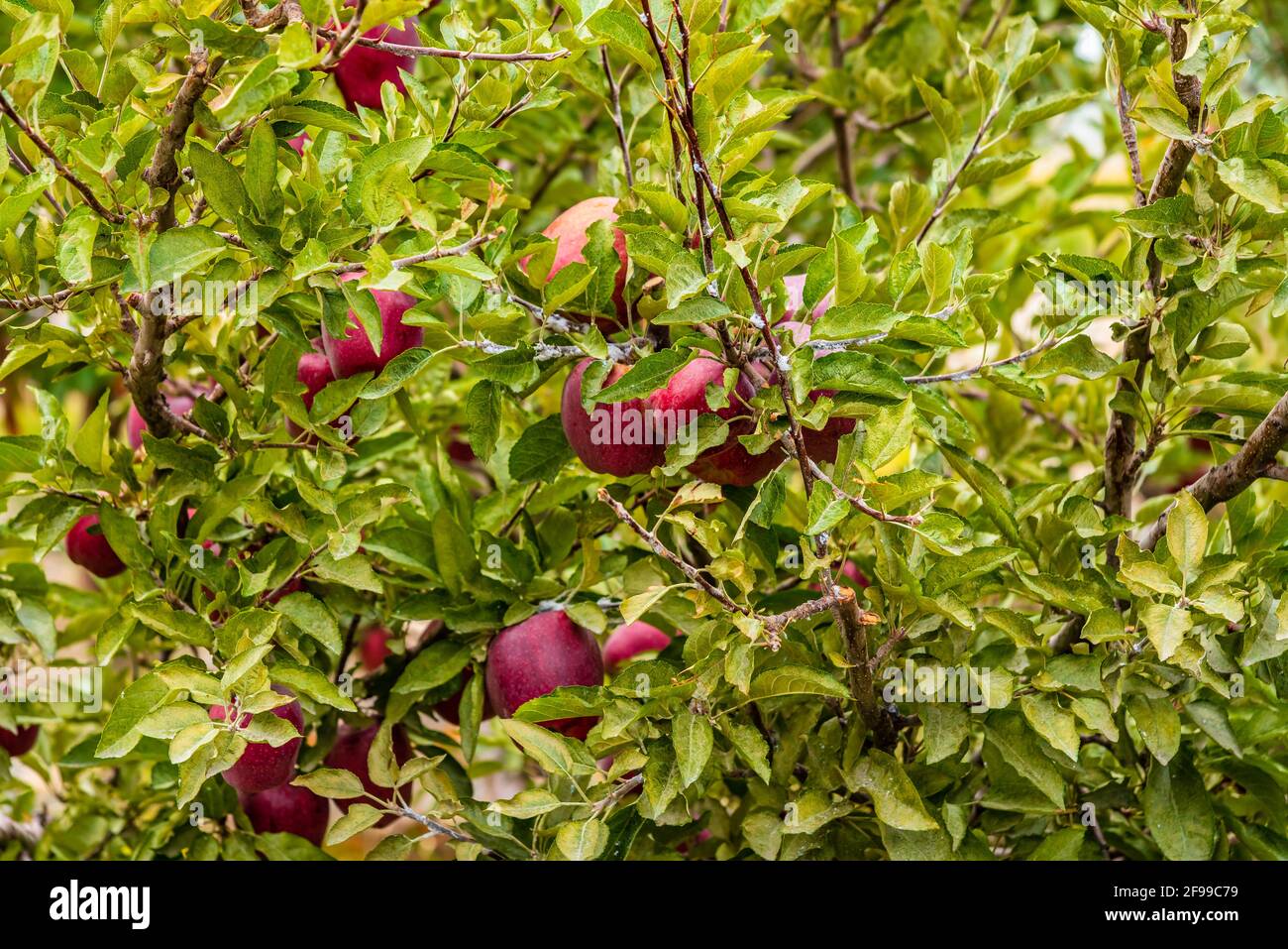 Famous Apples of Kinnaur in orchard , known for their natural sweetness ...