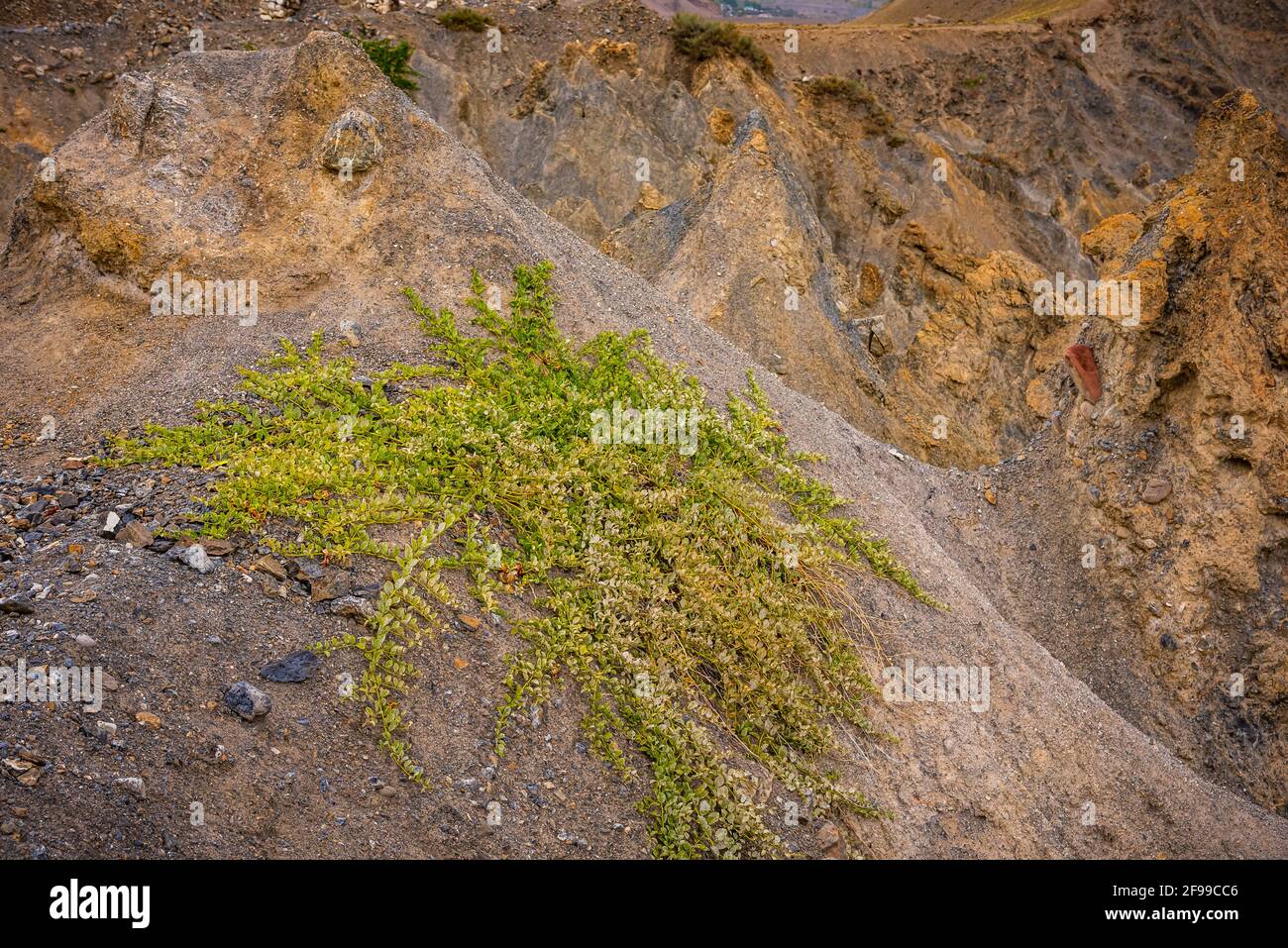Bunchgrass High Resolution Stock Photography and Images - Alamy
