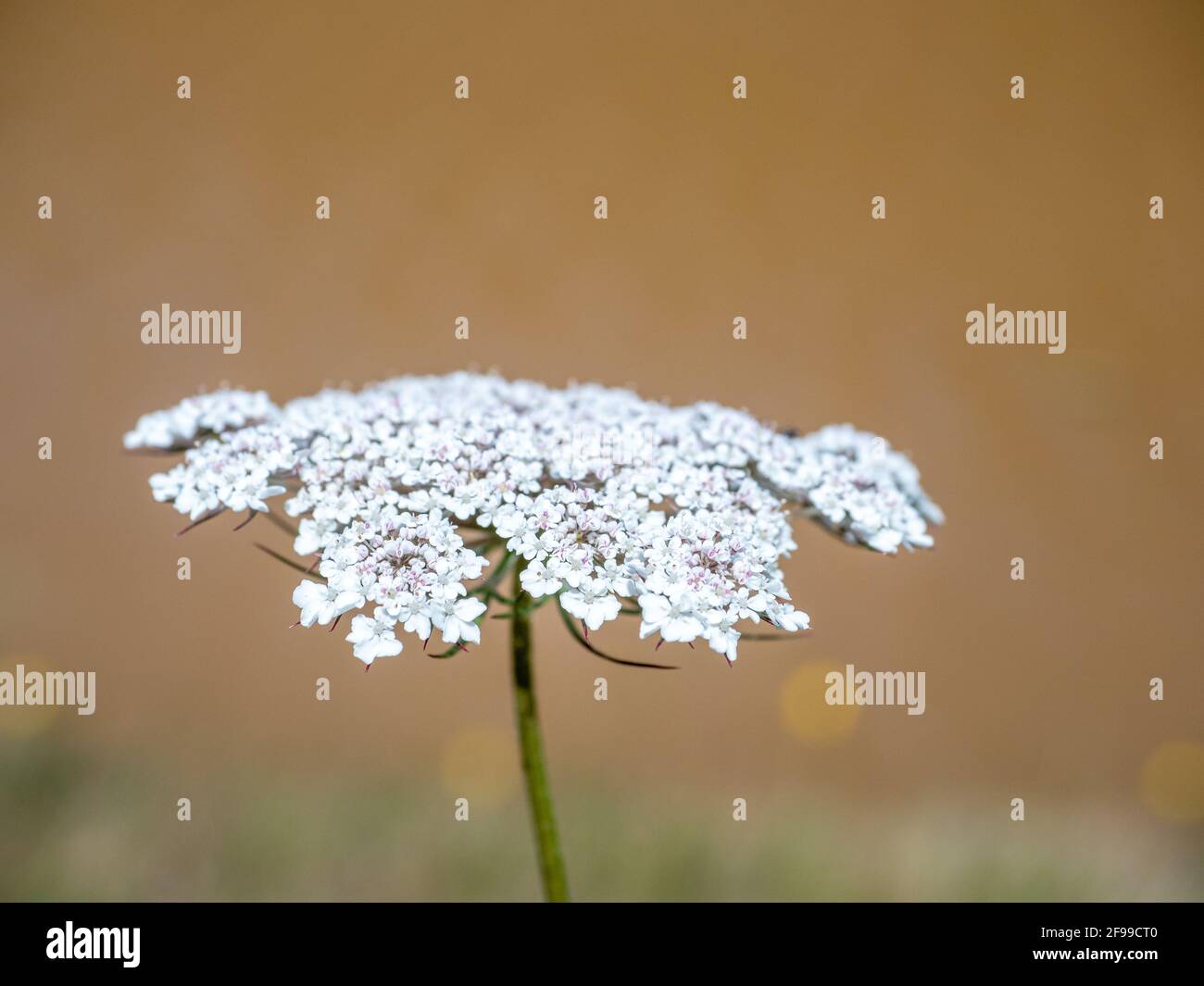 Wild Carrot Flowers, Victoria, Australia Stock Photo - Alamy