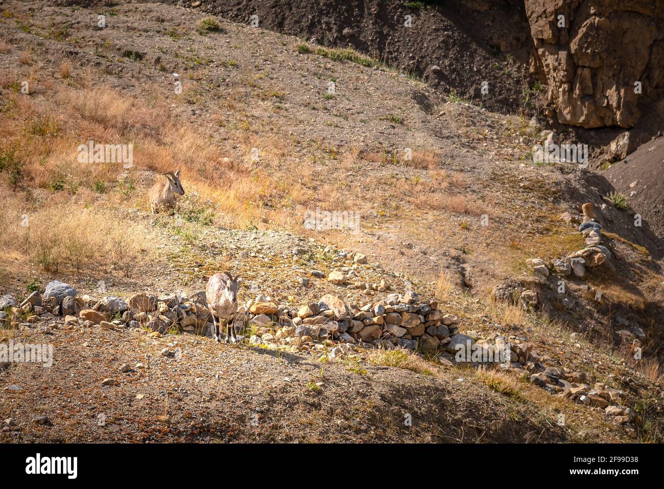 The bharal, scientific name Pseudois nayaur also called Helan Shan blue ...