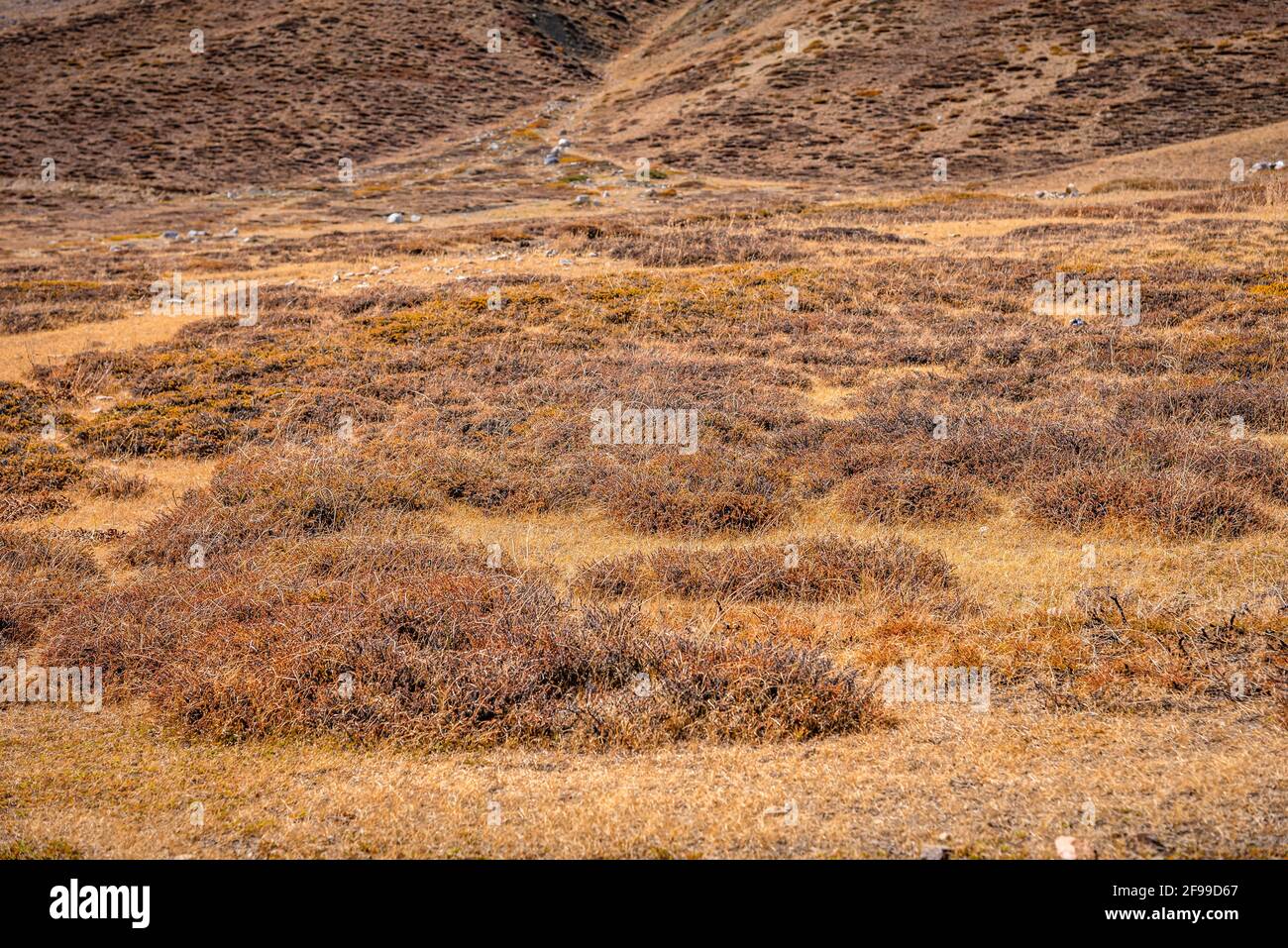 Cold desert barren landscape of Spiti mountain valley with sparse grass ...