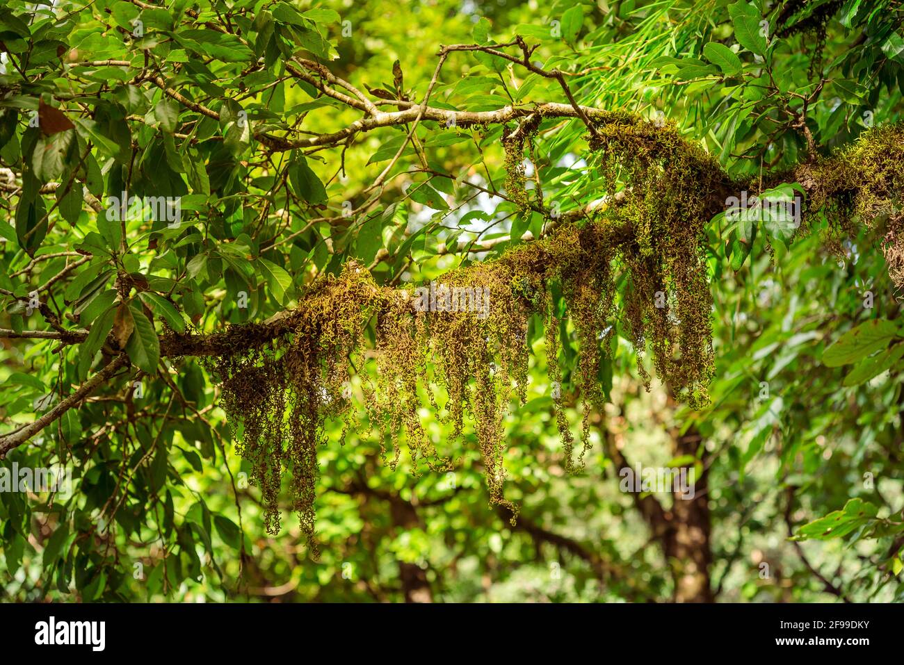 Branch covered with moss in evergreen tropical rain forest of Binsar ...