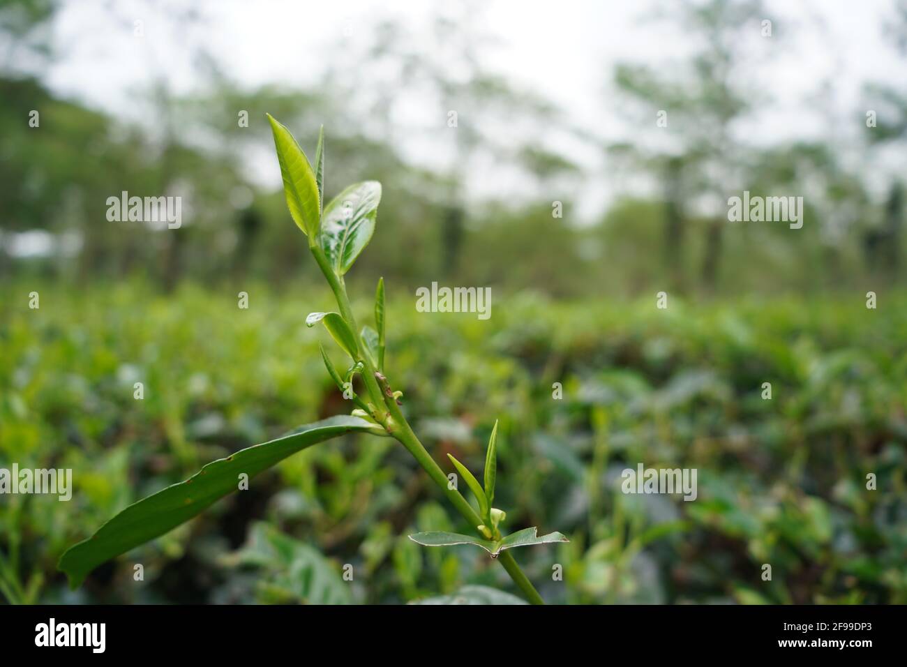 Close view of green leaves growing on a stem in the blurred natural ...