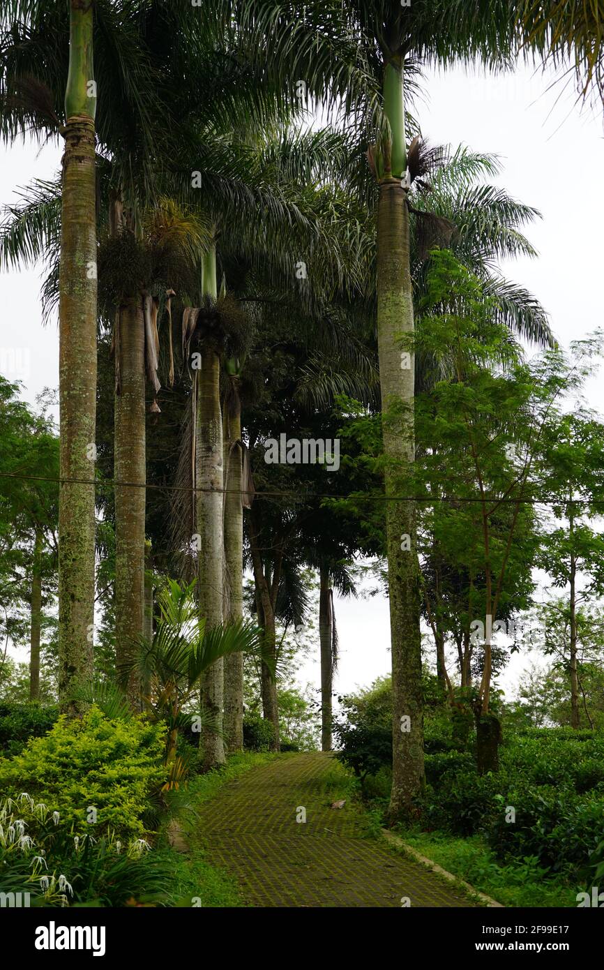 Palms along the path in a scenic botanical garden Stock Photo - Alamy