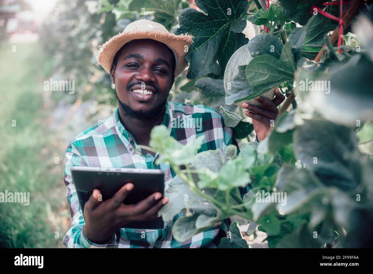 African farmer using tablet for research a green lemon in organic farm ...