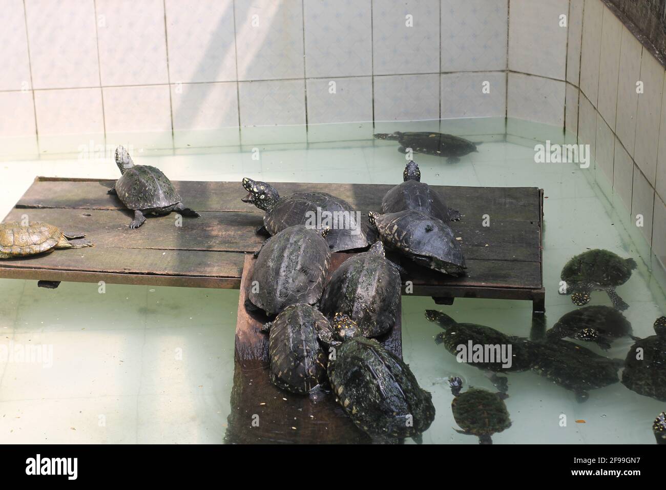 Group of turtles on the planks over pool near a tiled wall Stock Photo ...